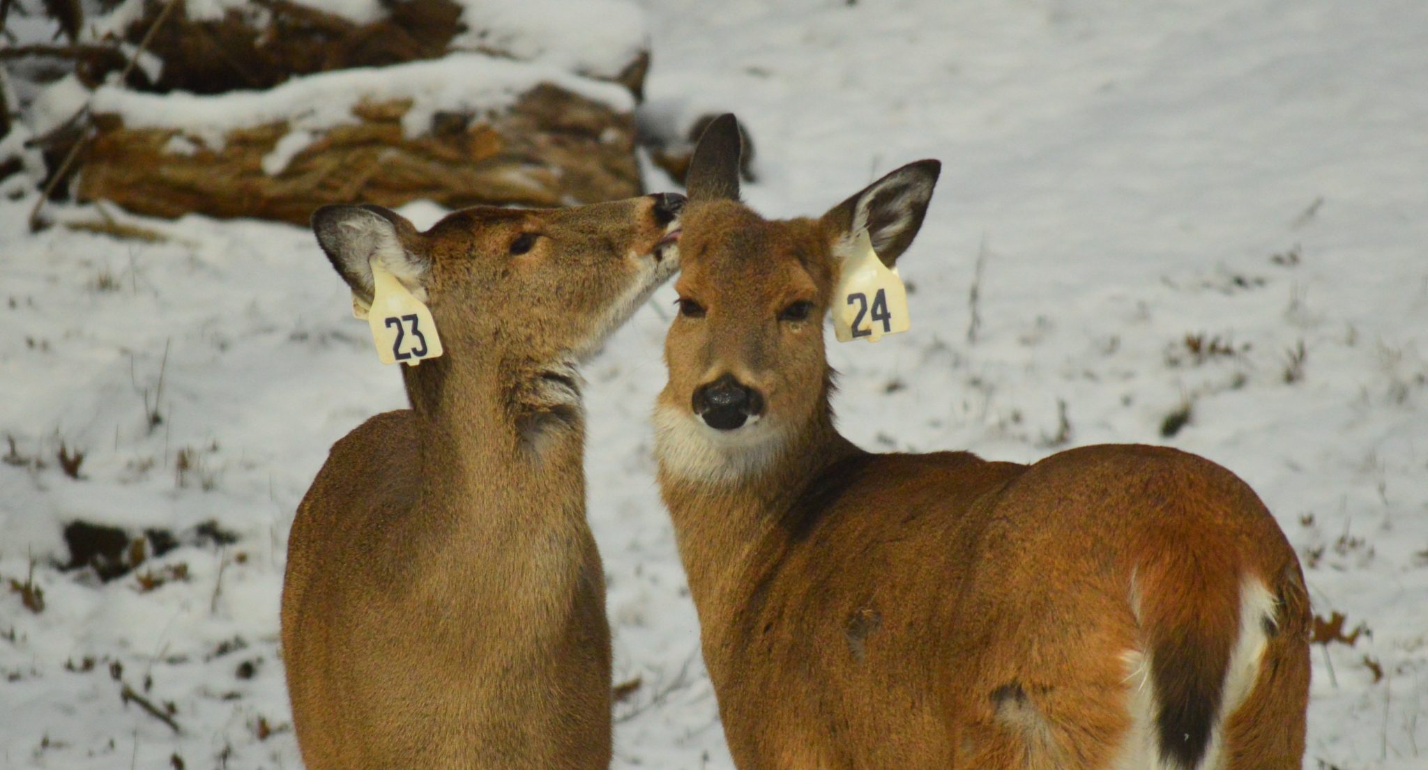 Resources – CliftonDeer.org