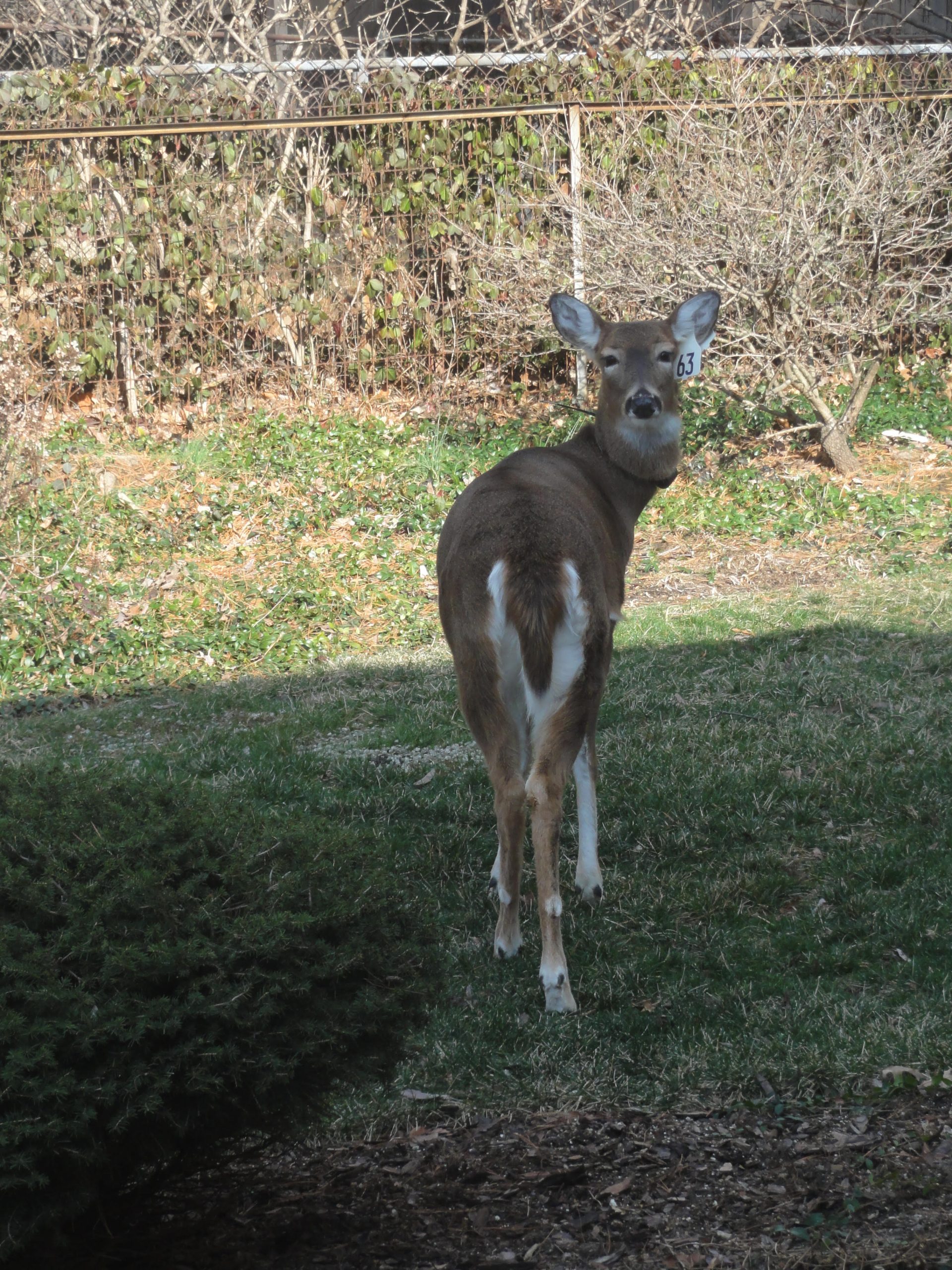 Adopt A Deer – CliftonDeer.org